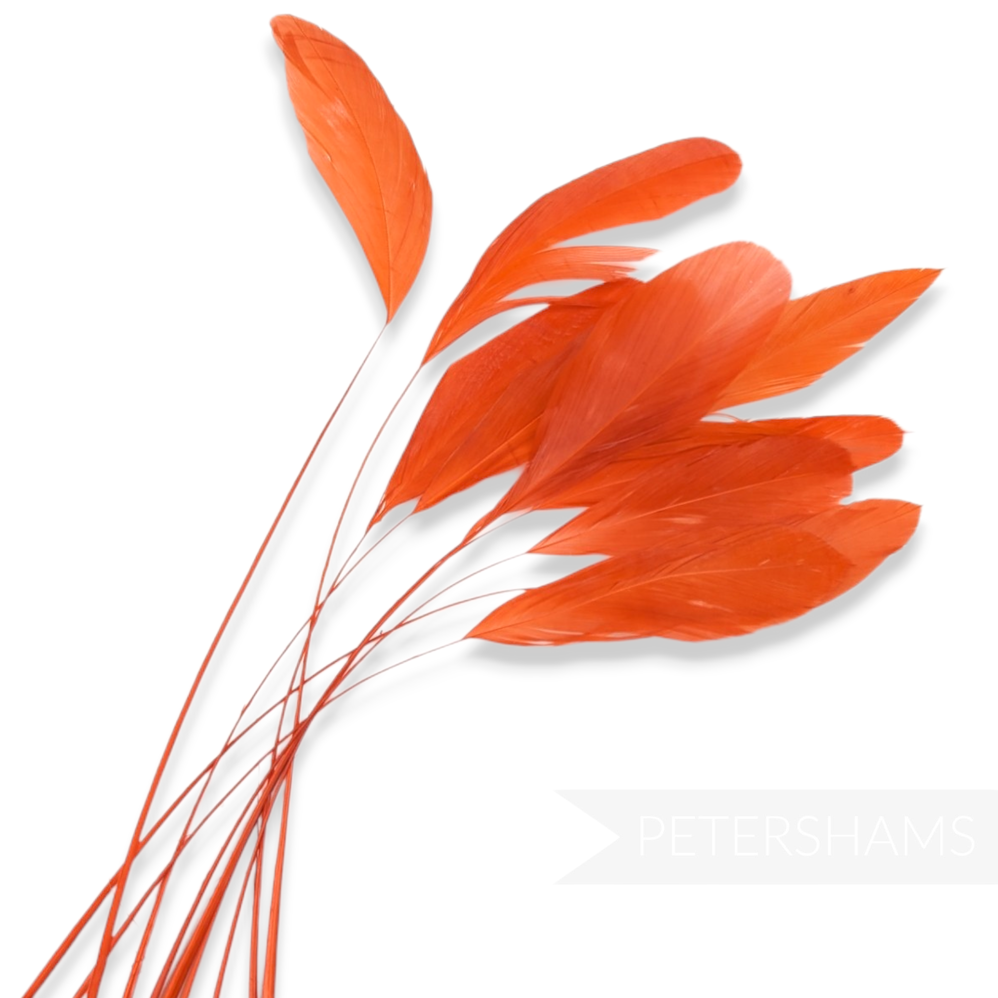 Long Loose Stripped Coque Feathers - Pack of 10 – Petershams Millinery ...